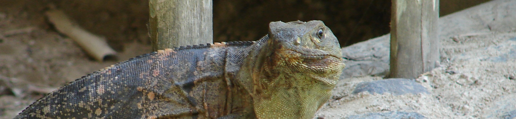 Guatemala Fauna | Länderinfos Guatemala | napur tours