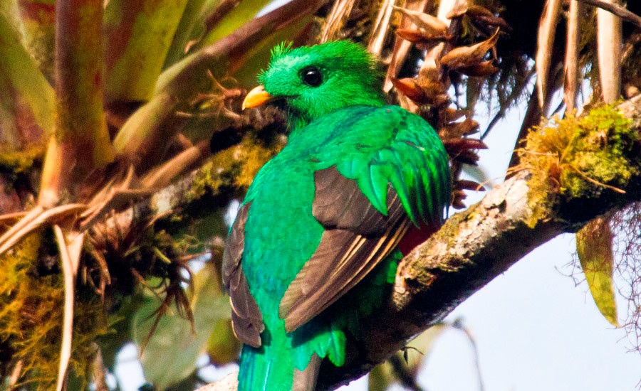 Vögel in Costa Rica | Vogelkunde | napur tours Reisemagazin