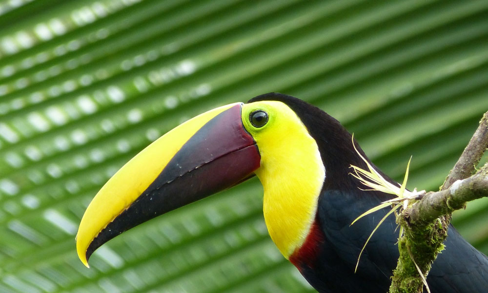 Tukane in Costa Rica | napur tours - Reiseblog