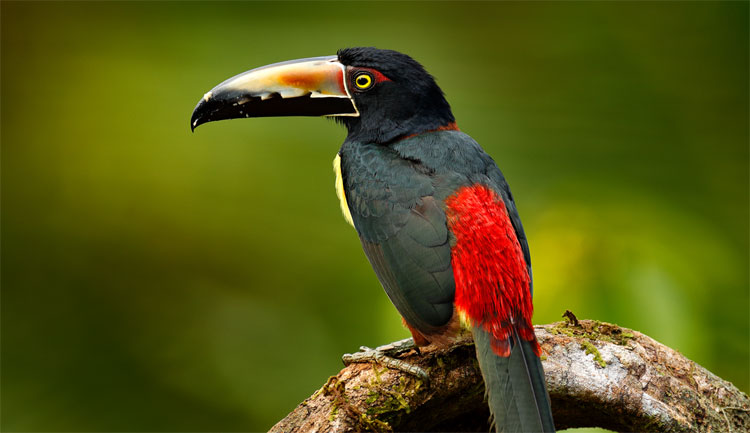 Vögel in Costa Rica | Vogelkunde | napur tours Reisemagazin