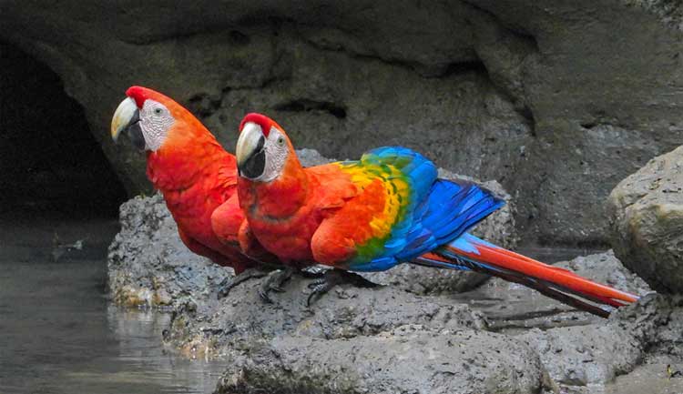 Selvatura Park im Monteverde Nebelwald - Lohnt sich ein Besuch?