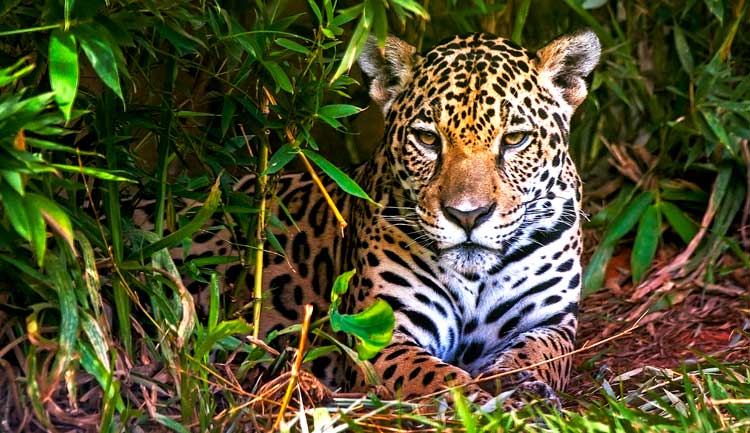 Mythos Amazonas Reise | 23 Tage Gruppenreise | napur tours