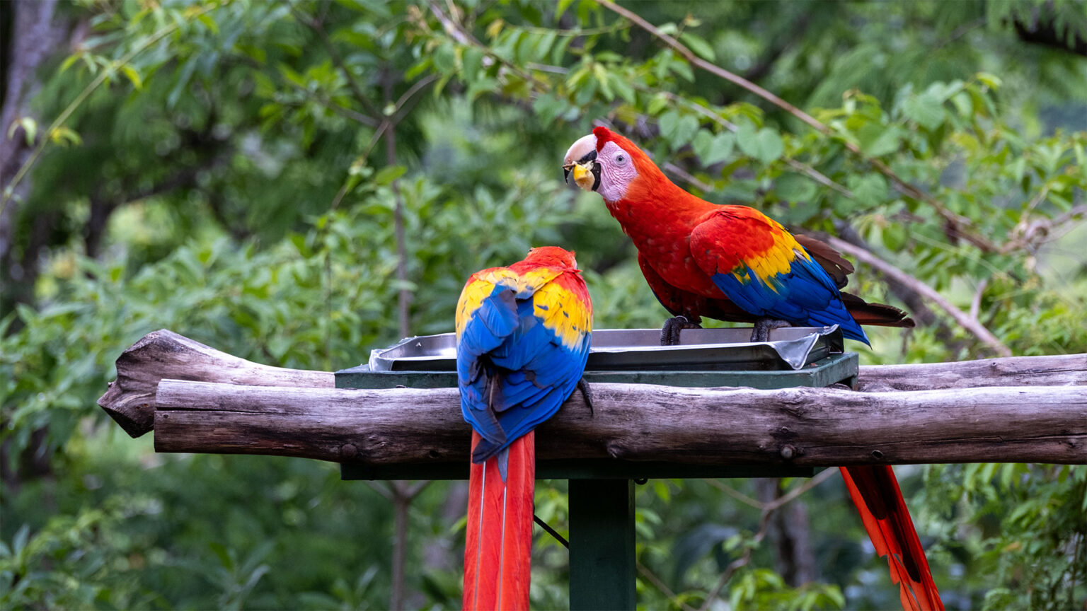 Vögel in Costa Rica | Vogelkunde | napur tours Reisemagazin